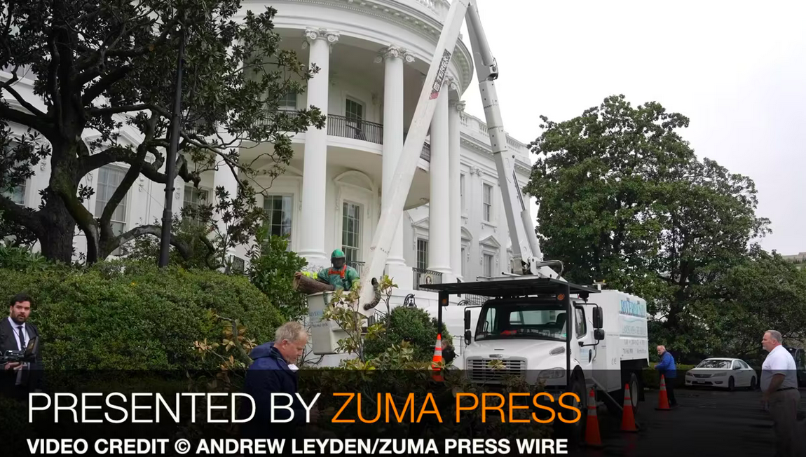 ZUMA Video: Historic White House Magnolia Tree Cut Down In Washington ...