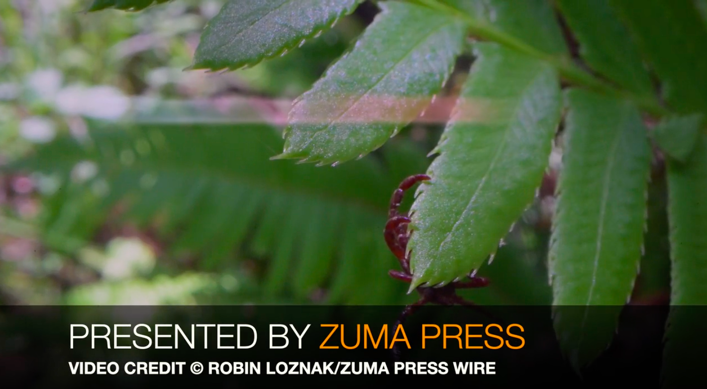 ZUMA Video: Massive Tick Population In Oregon | ZUMAland.com