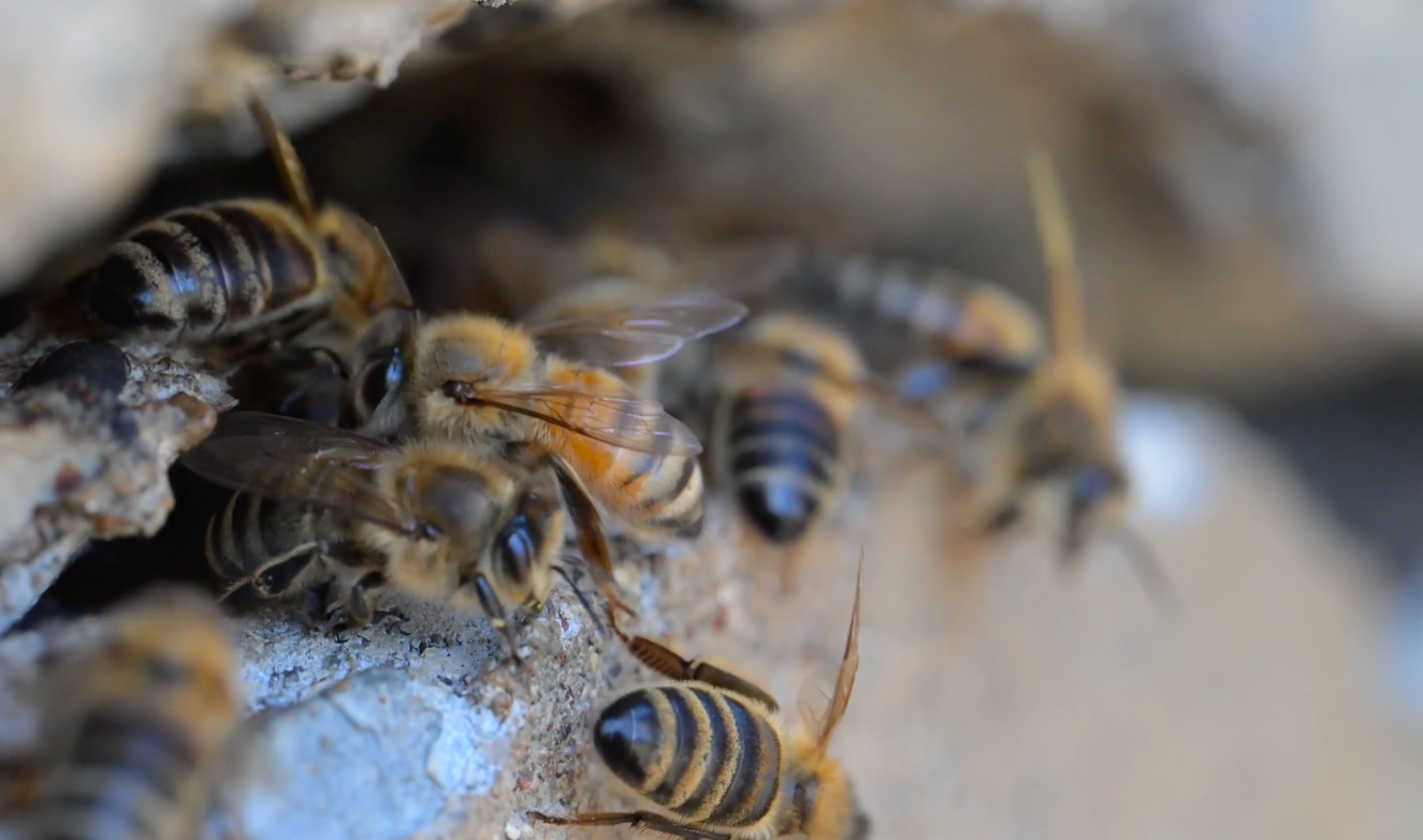 ZUMA Video: Feral Honey Bees In Oregon | ZUMAland.com