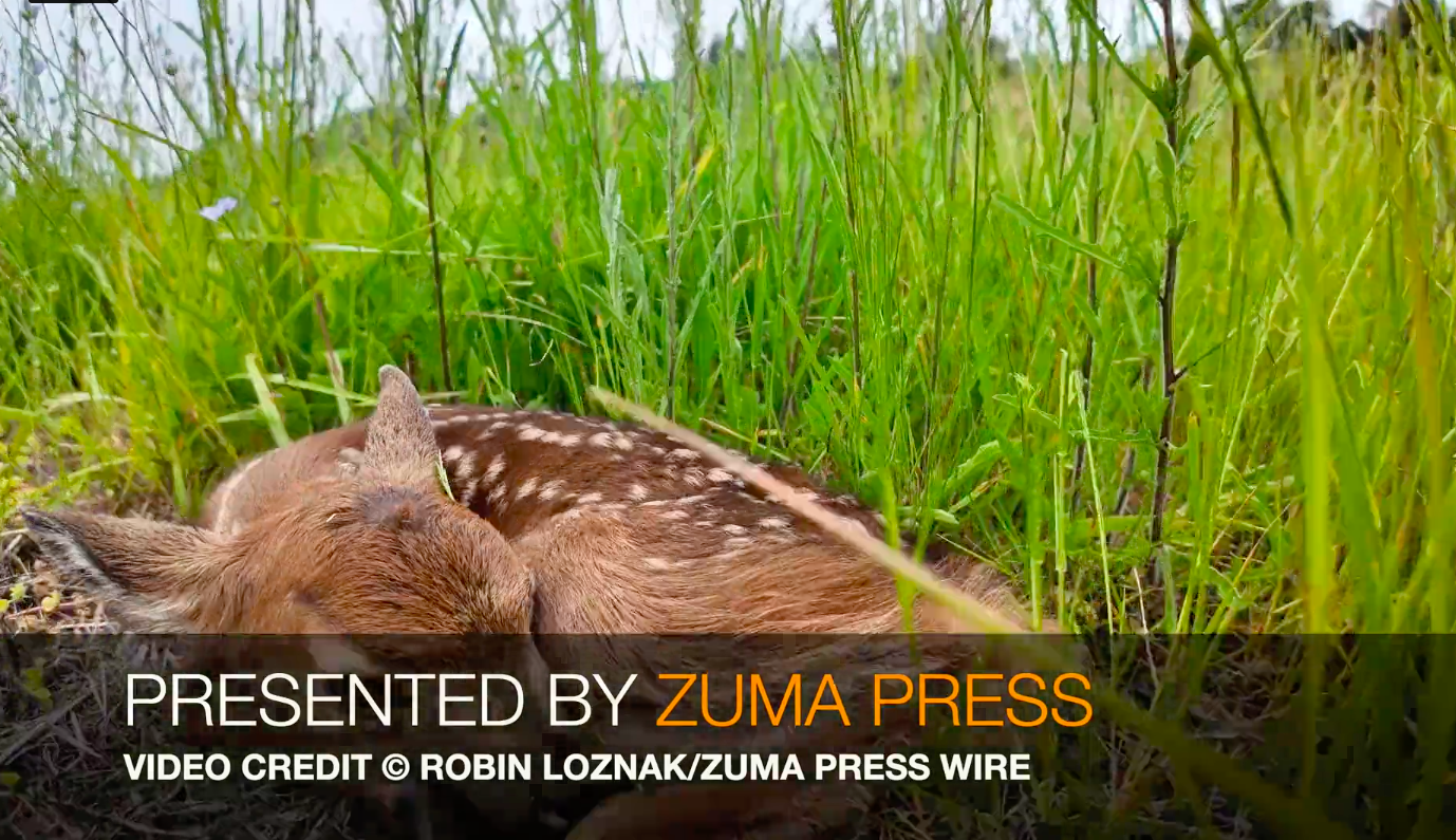 ZUMA Video: Day-Old Fawn In Oregon | ZUMAland.com